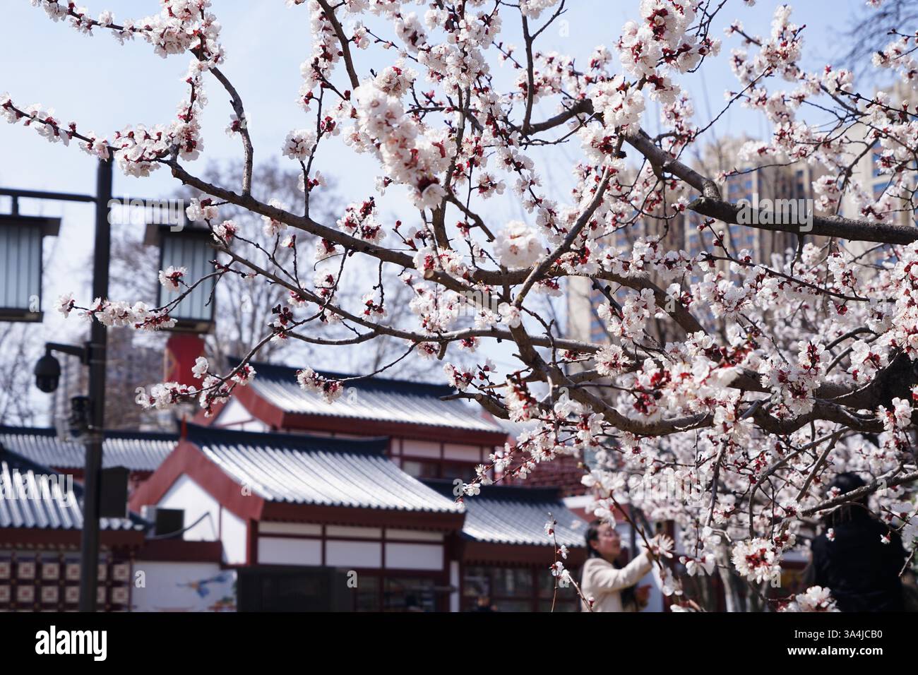 Tourists admire spring scenery at the Xingqinggong Park in Xi'an City ...