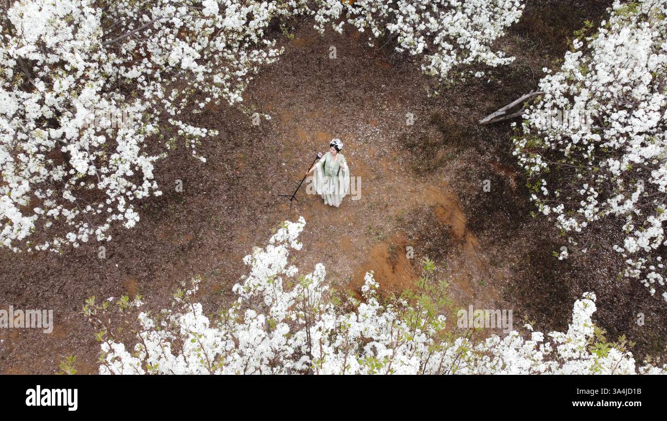 Pear blossoms bloom in Gejiu City, southwest China's Yunnan Province ...
