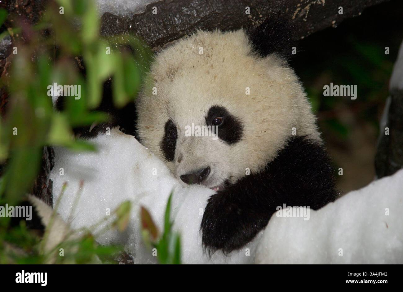 Aug 19, 2004; San Diego, CA, USA; Mei Sheng, the San Diego Zoo's giant ...