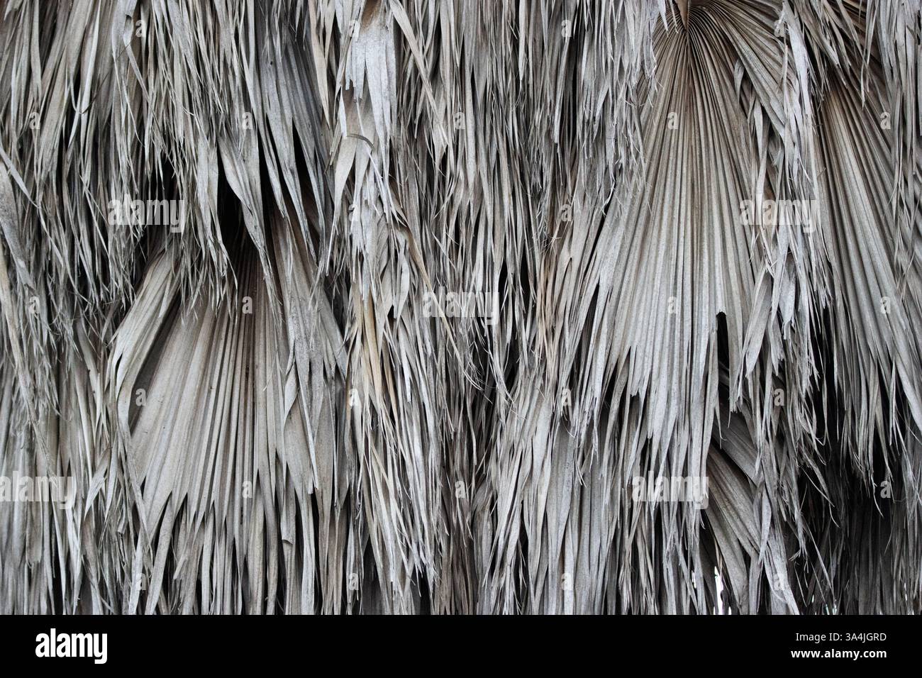 Smooth texture palm close hi-res stock photography and images - Alamy