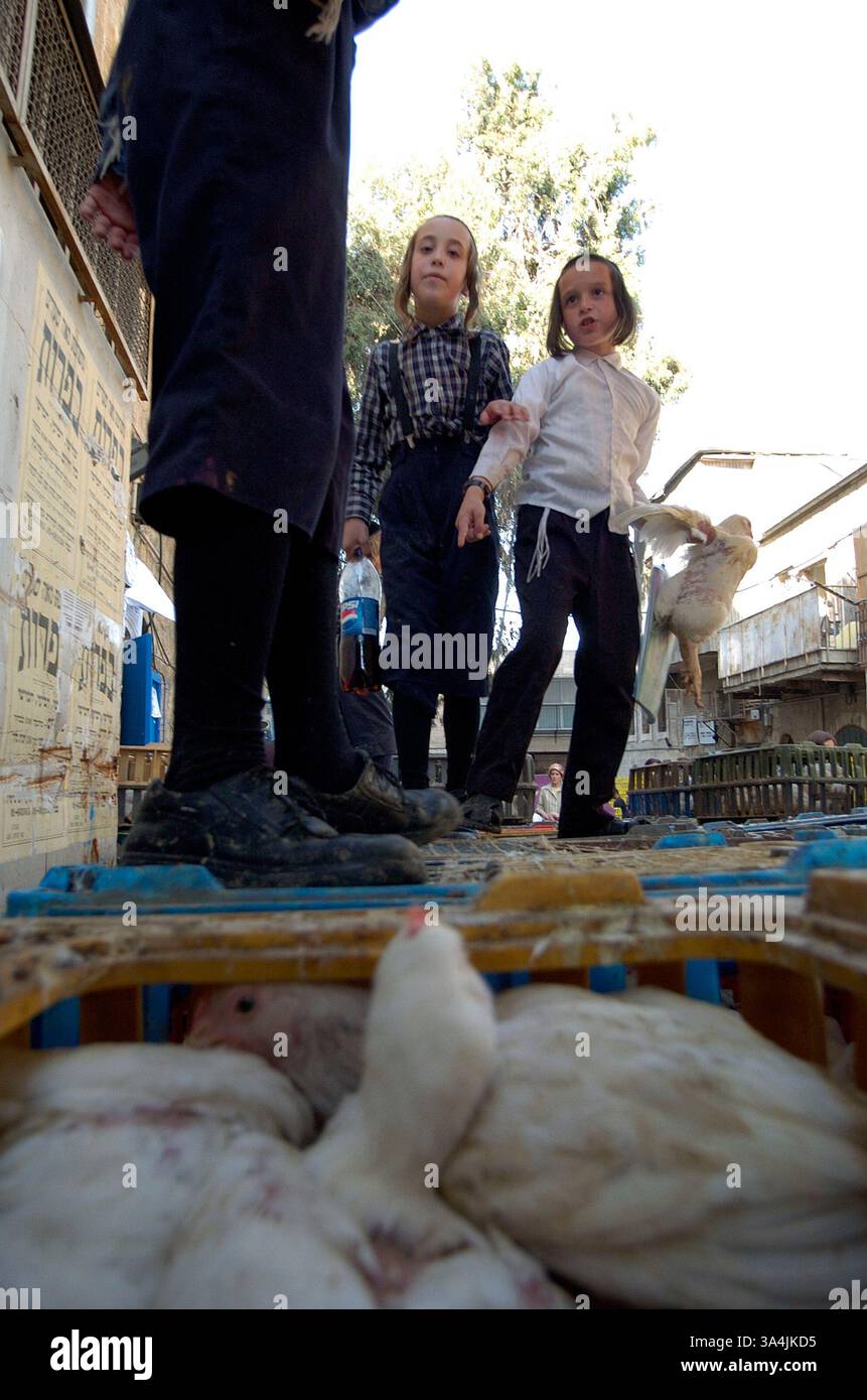 Sep 22, 2004; Jerusalem, Israel; Orthodox Jews play with chickens used ...