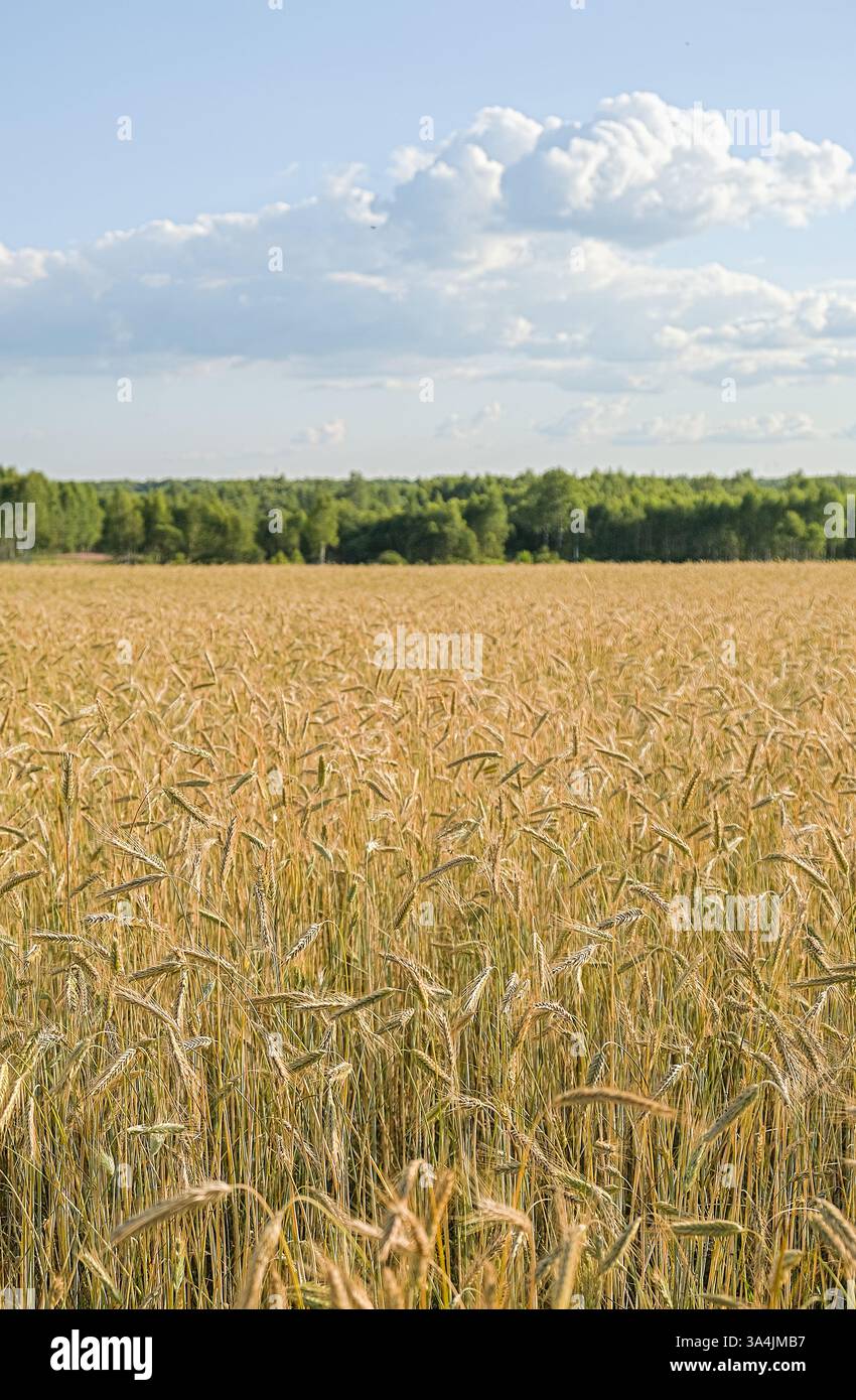 Expansive view of a golden wheat field stretching towards the horizon ...