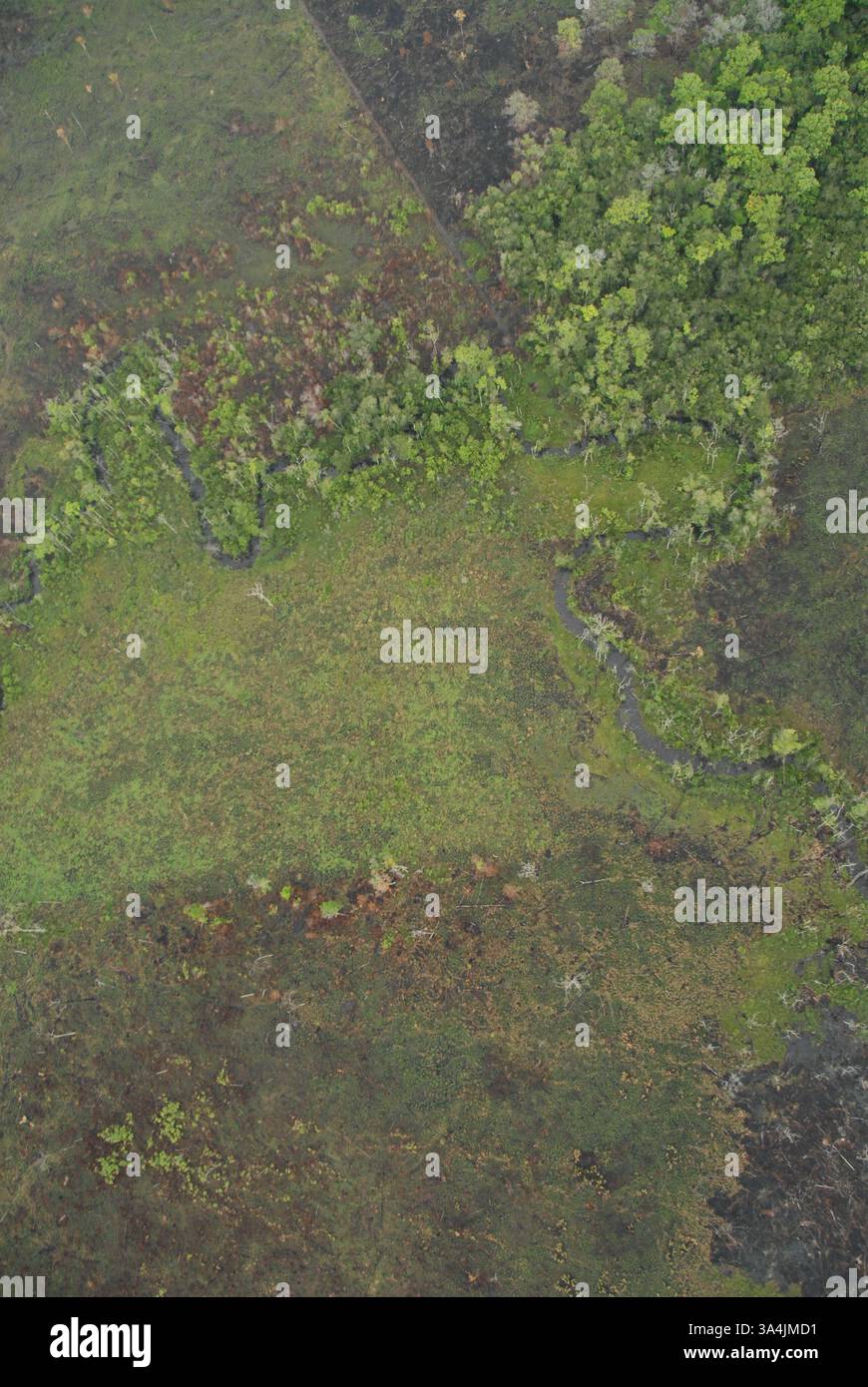 concerning ariel view of the jungle rain forest canopy damaged by slash ...