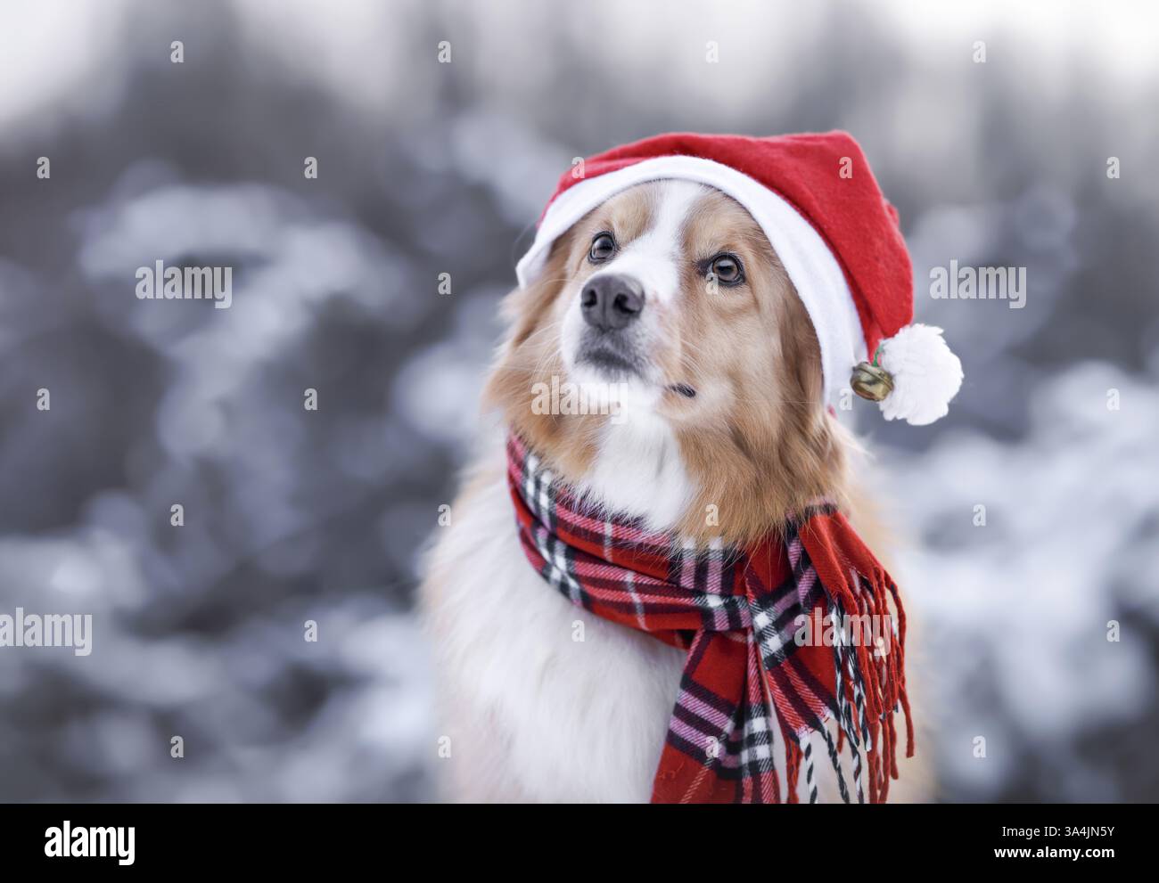 male Border Collie Stock Photo - Alamy