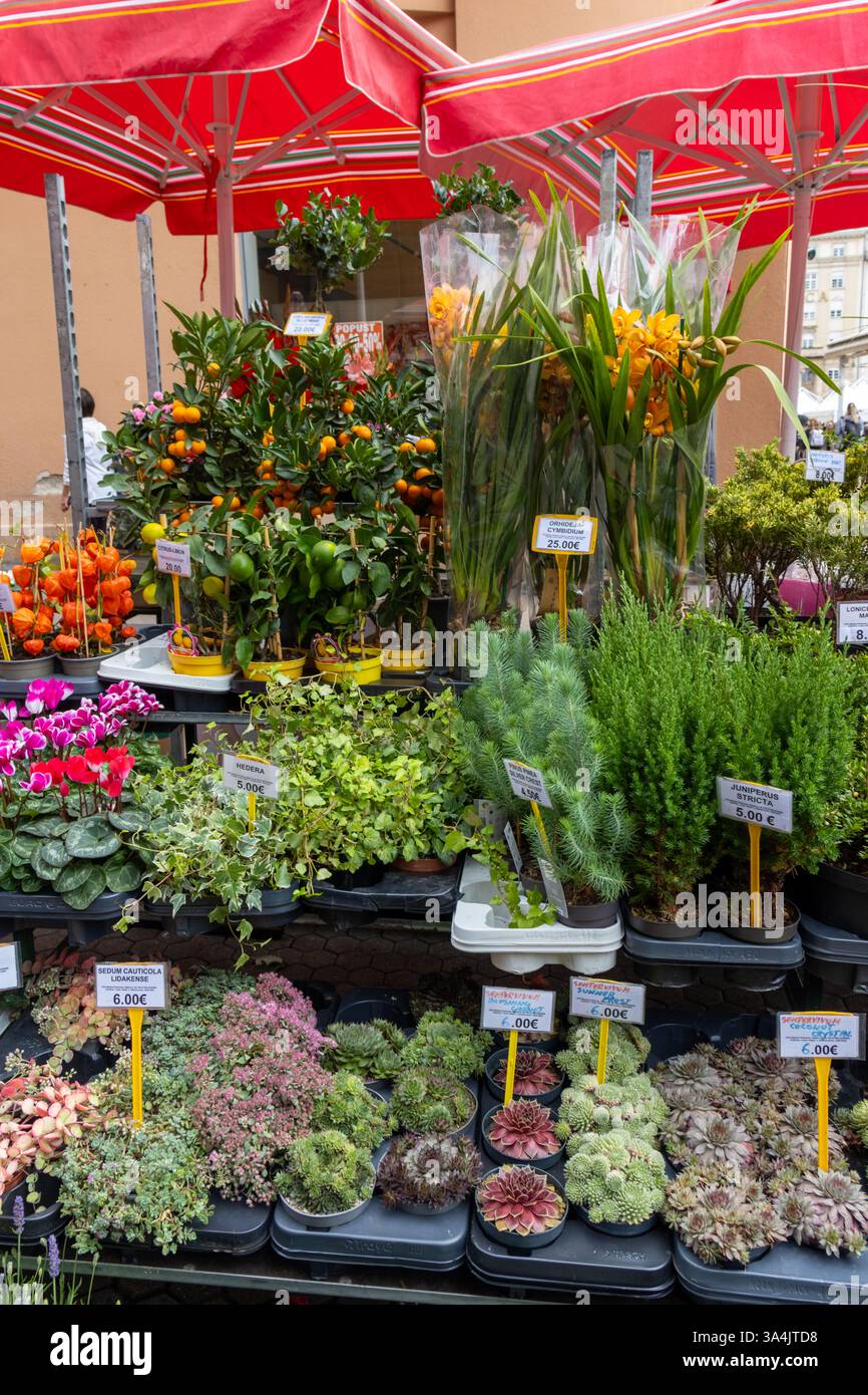 Mercado de flores y verduras hi-res stock photography and images - Alamy