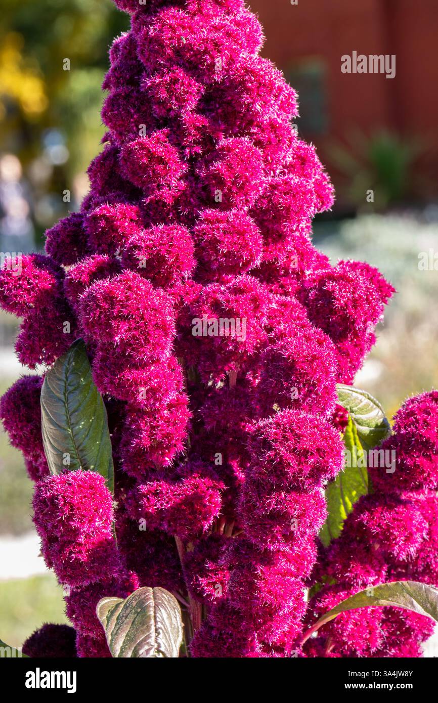 Tallos de flores hi-res stock photography and images - Alamy