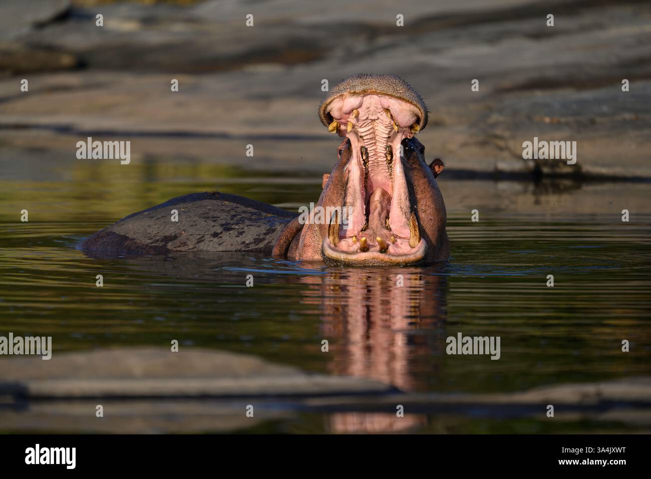 Hippo yawning in a pool of water, Masai Mara, Kenya, March 2025 Stock ...