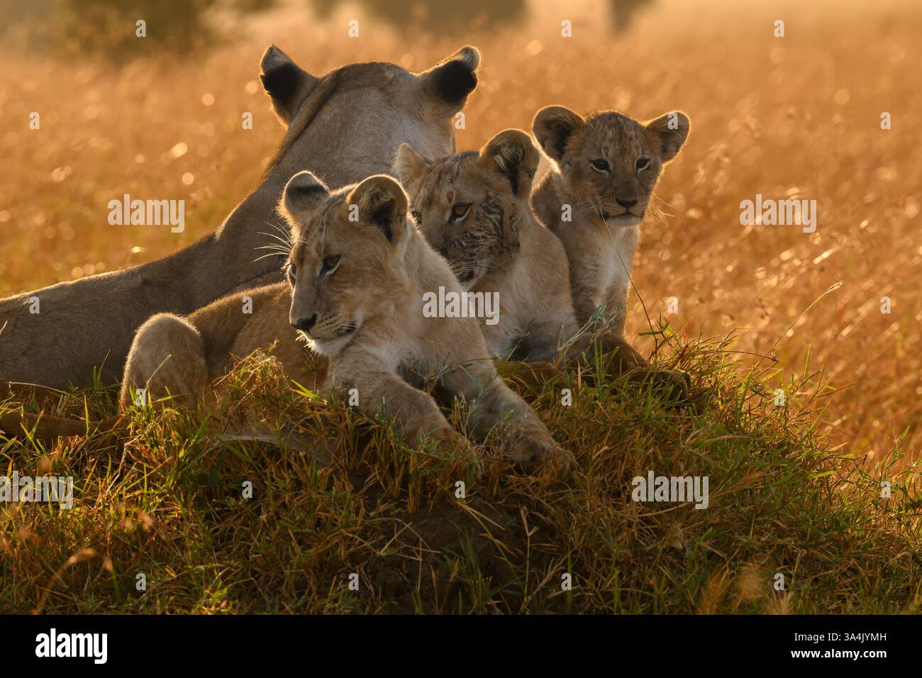 Lioness and 3 cubs from the Rongai Pride resting on a termite mound ...