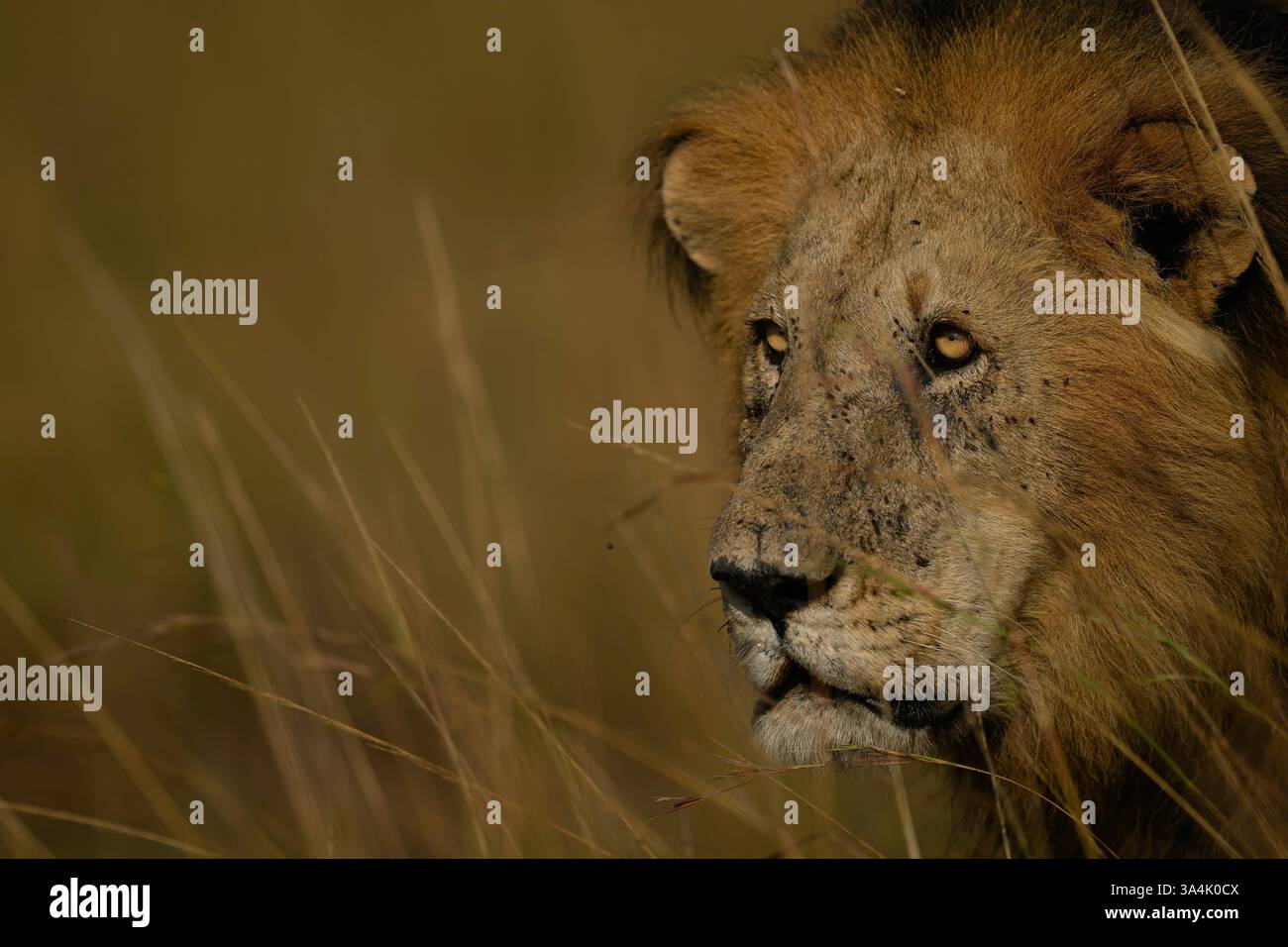 Cloesup face of a male lion looking in from side of frame, Masai Mara ...