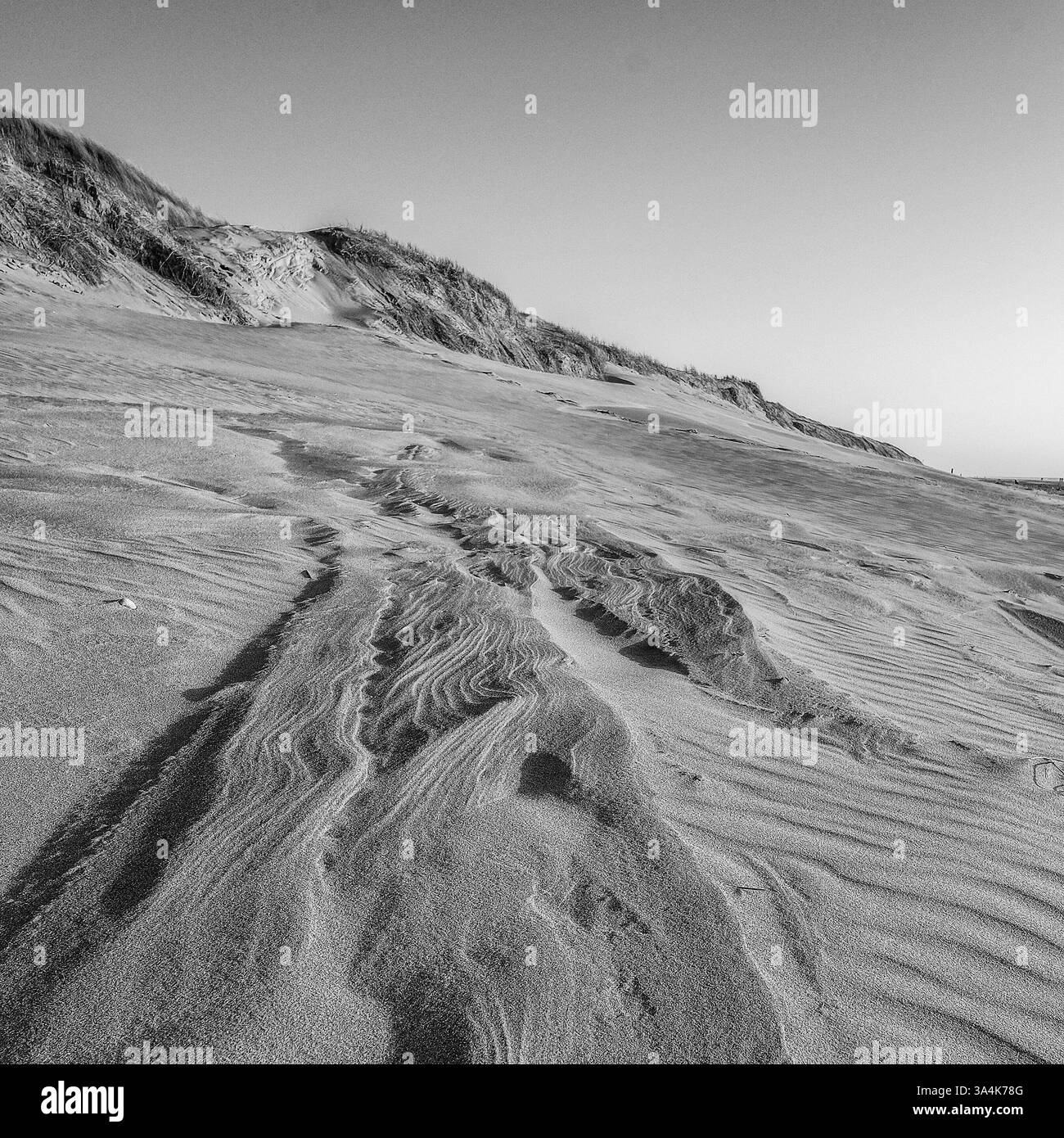 Windswept dunes at the coast of the North sea with structures and ...