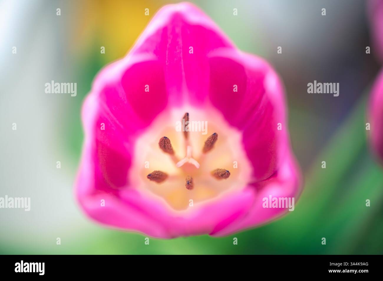 Macro photo of a tulip, top view, structure of flower, pistil and stamens Stock Photo - Alamy