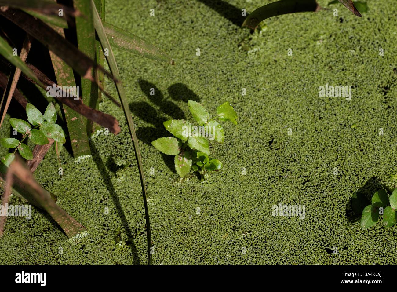 duck weed growing on the surface of a small steam Stock Photo - Alamy