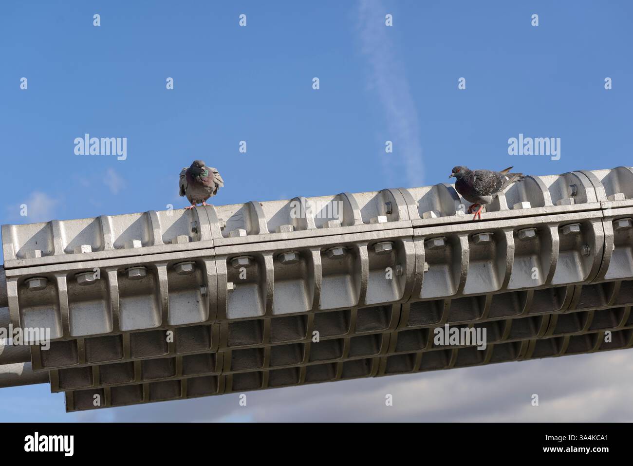 Pigeons on Millennium Bridge, London Stock Photo - Alamy