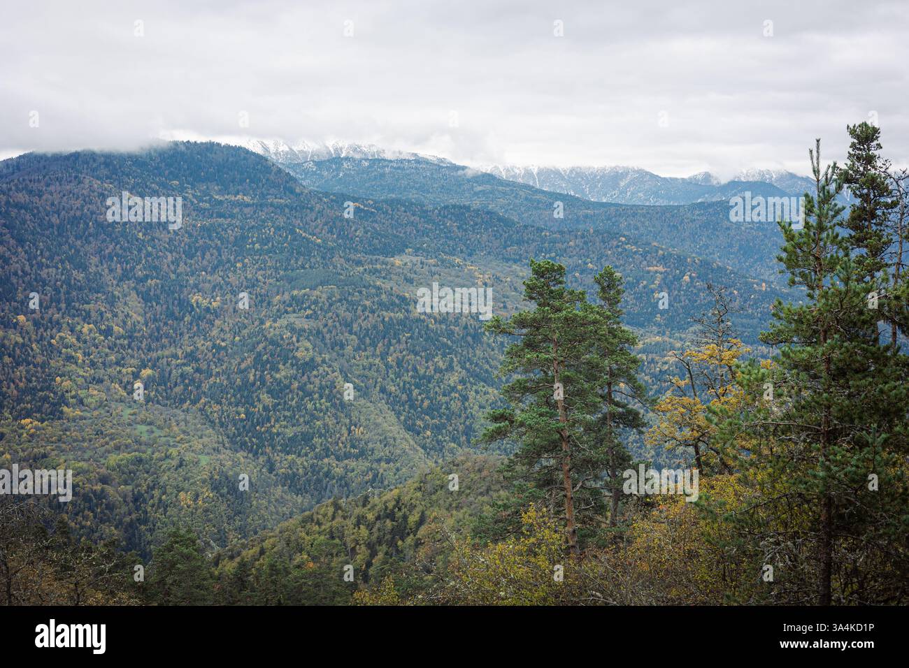 Autumn mountains of the Borjomi Reserve. Pines on the edge of a hill ...