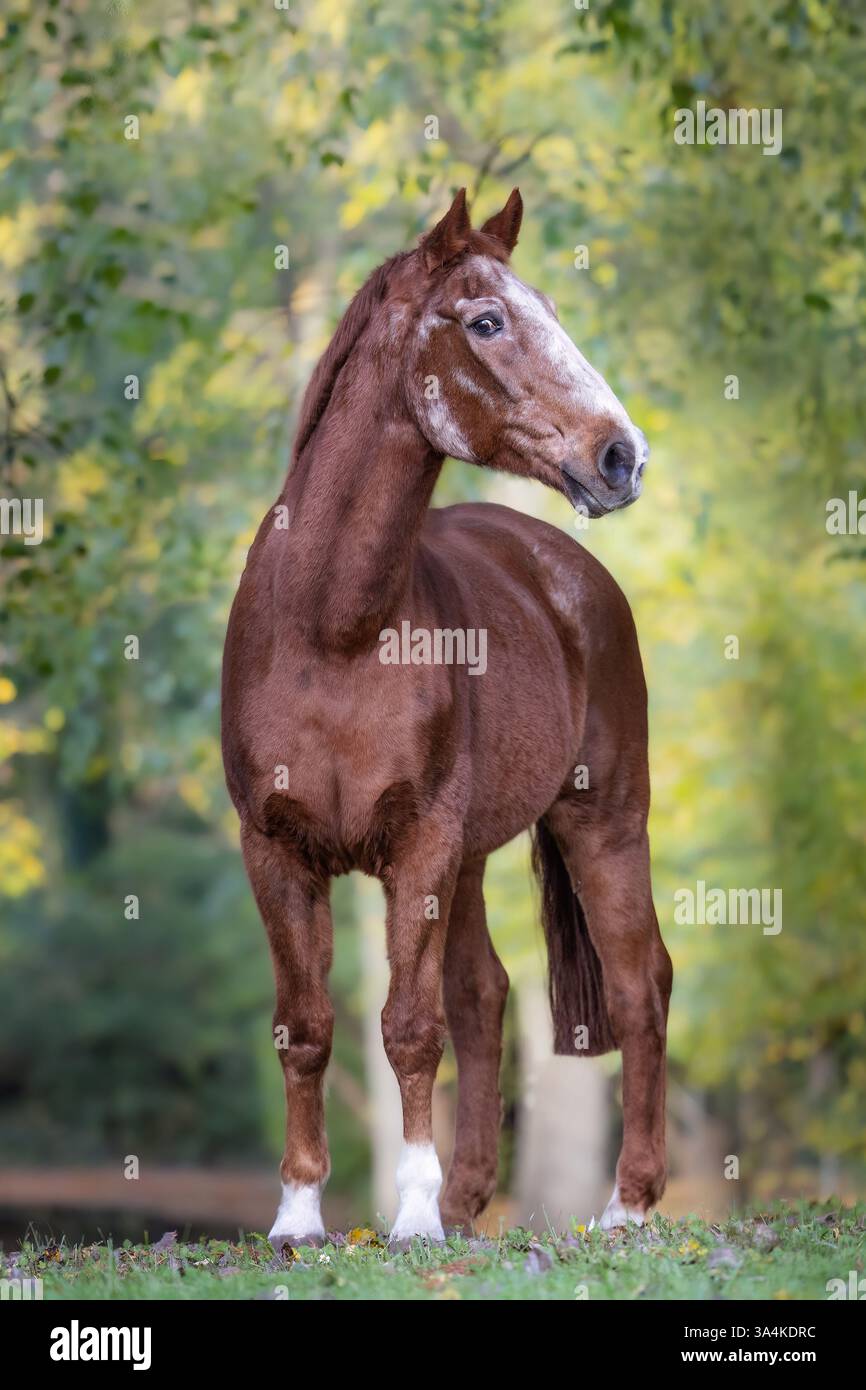 German Sport Horse Stock Photo - Alamy