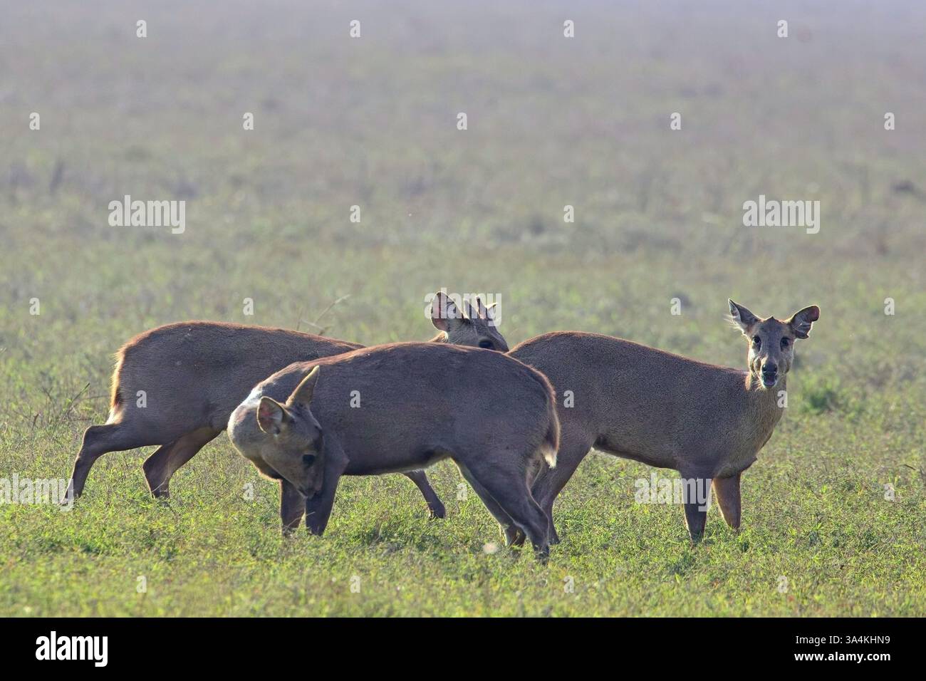 Indian Hog Deer (Axis porcinus), or Indochinese Hog Deer, on the ...