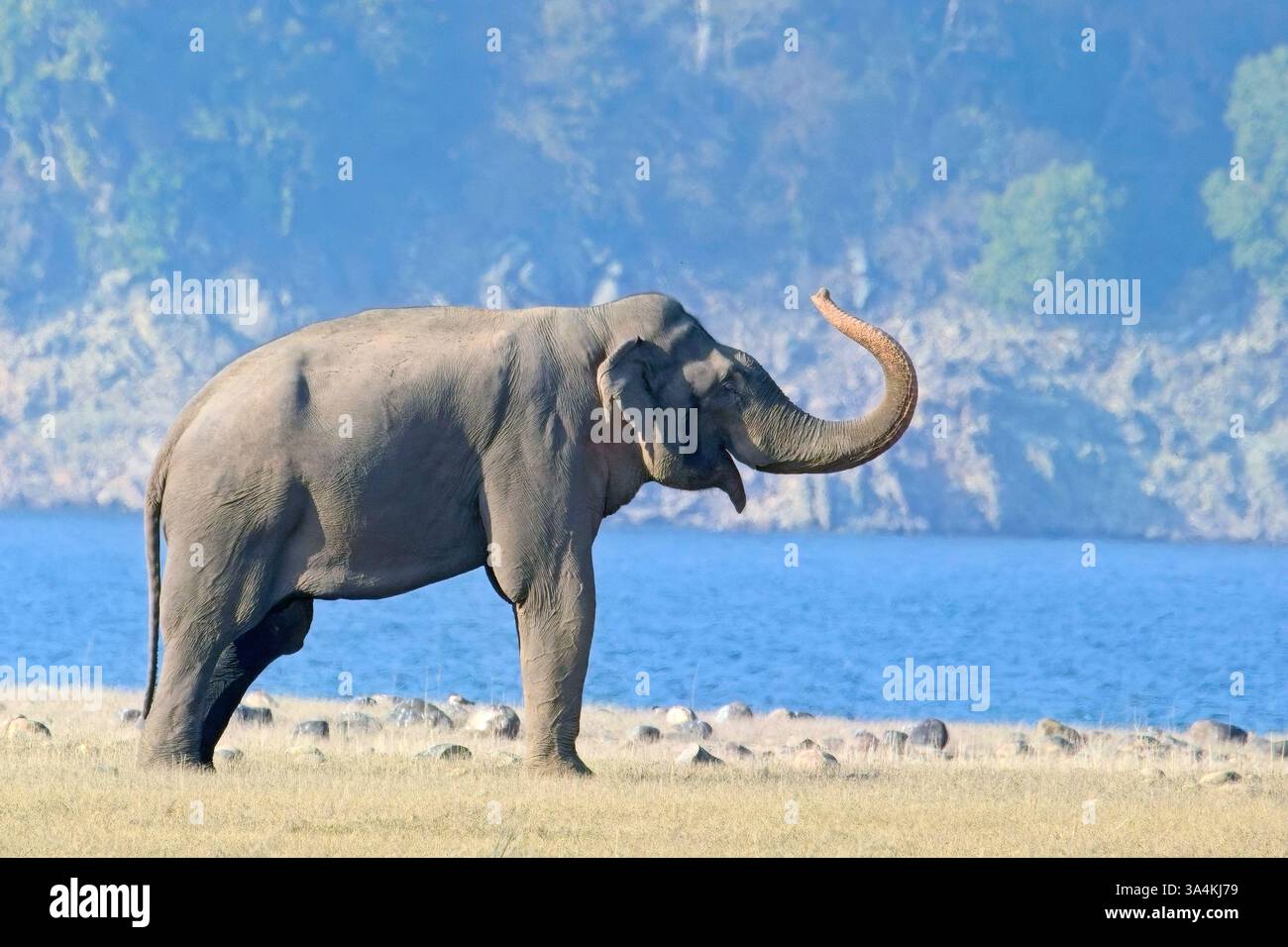 A wild bull Indian Elephant (Elephas maximus indicus), on the grassland ...