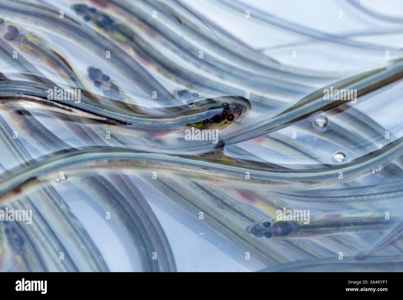 Glass eels from the French estuaries swim in a transport box before ...