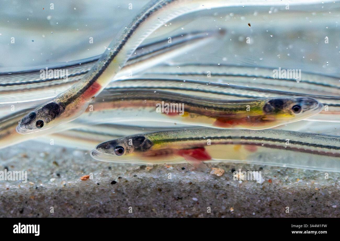 19 March 2025, Berlin: Glass eels swim in a small aquarium for ...