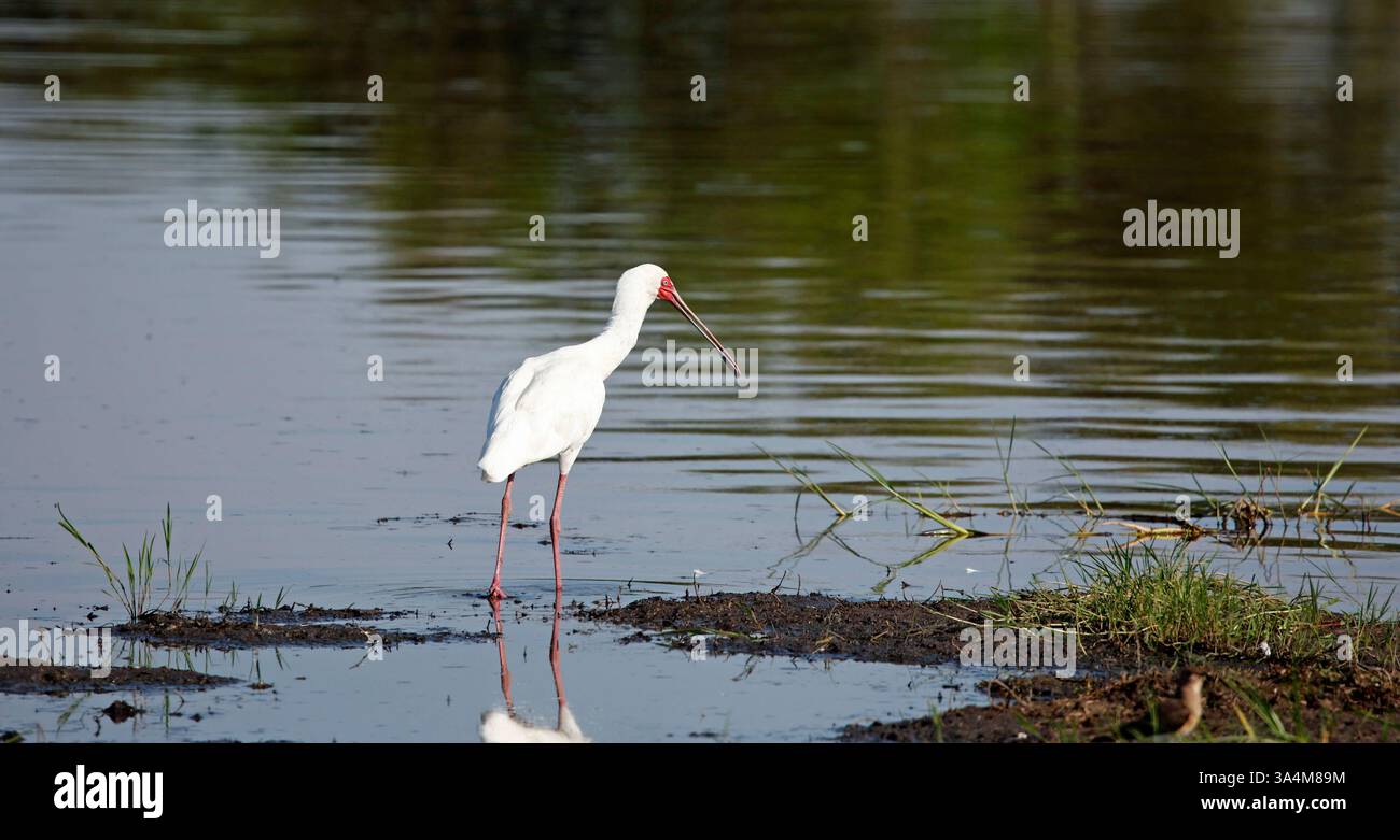 African spoonbill fishing in the Okavango delta Botswana Stock Photo ...