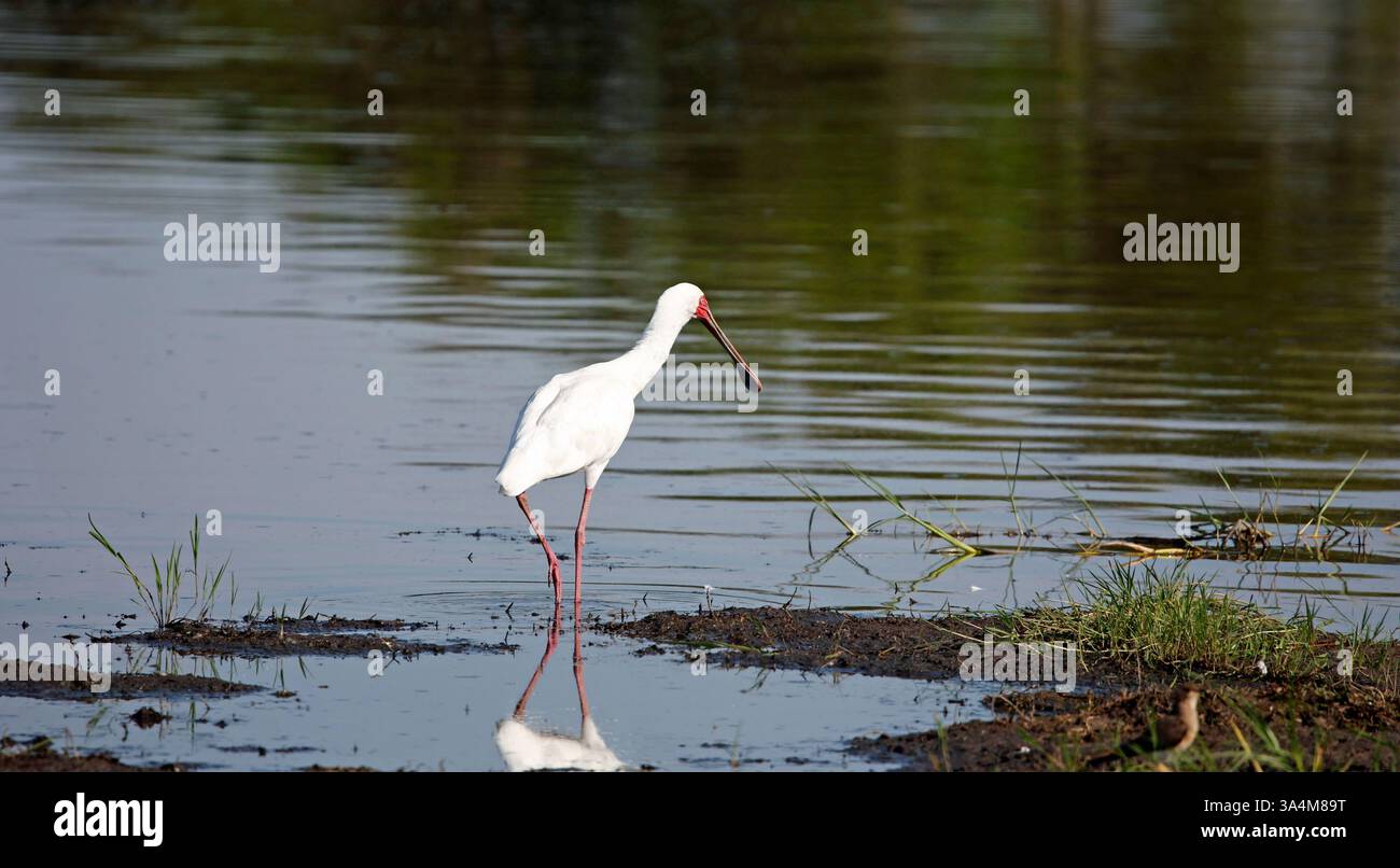 African spoonbill fishing in the Okavango delta Botswana Stock Photo ...
