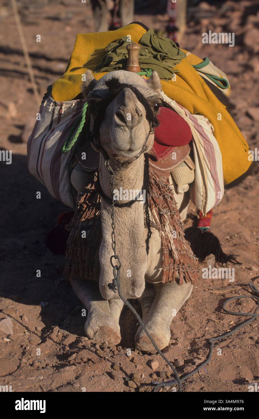 Tethered dromedary camel owned by nomadic Bedouin family sits on desert ...