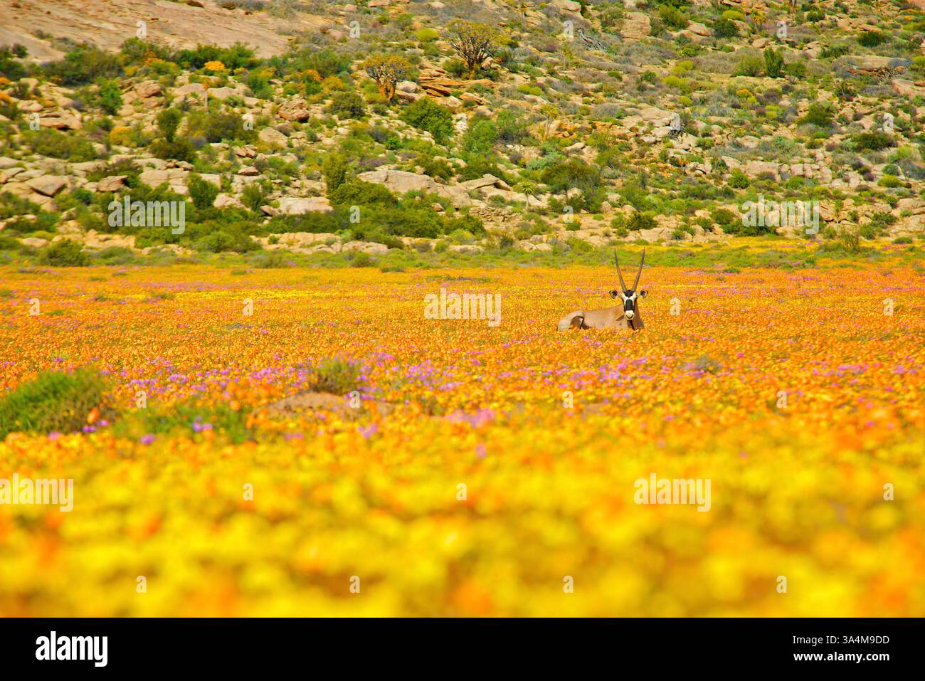 Aug. 18, 2014 - South Africa - The gemsbok or gemsbuck (Oryx gazella ...