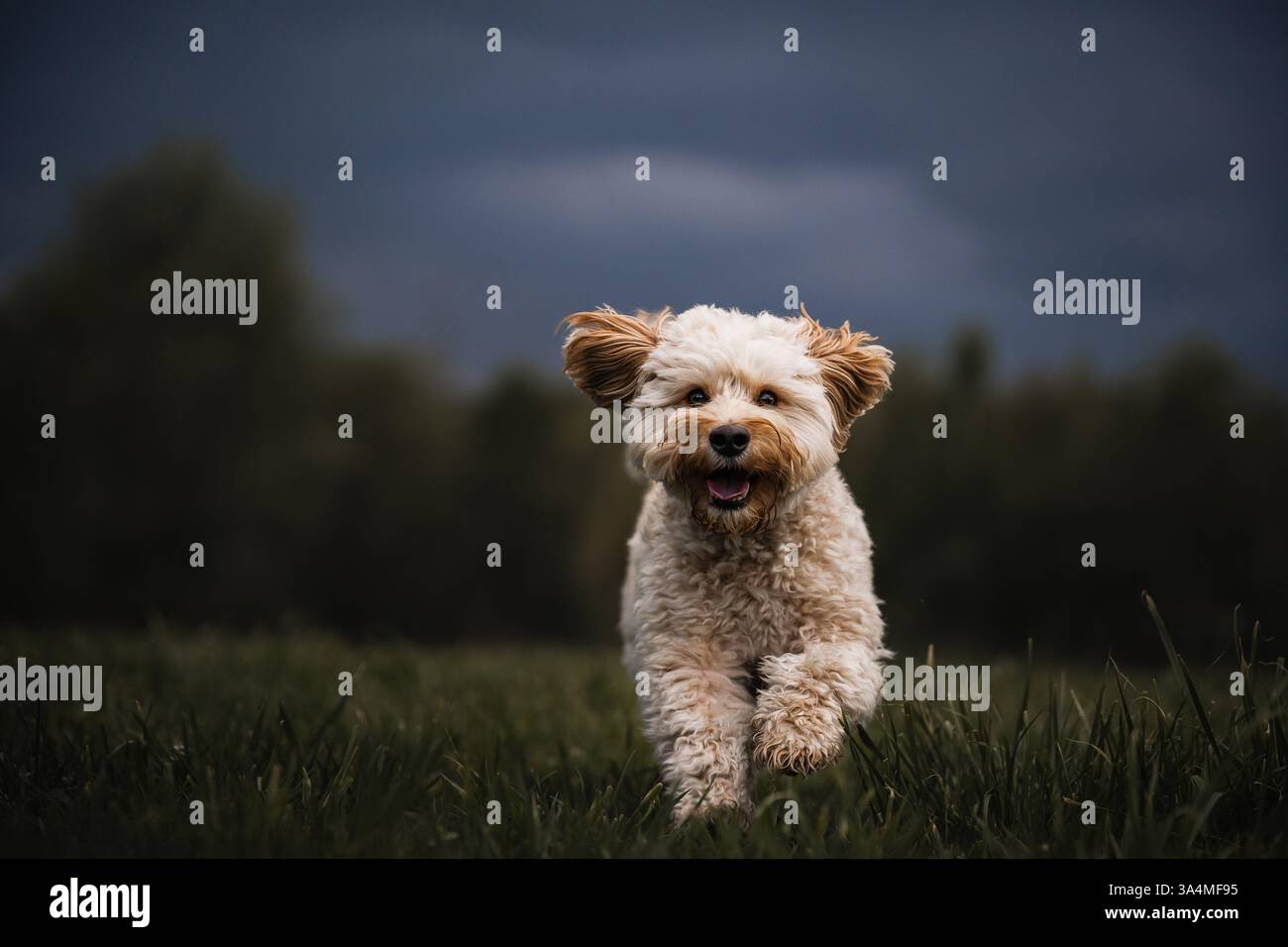 Havapoos hi-res stock photography and images - Alamy