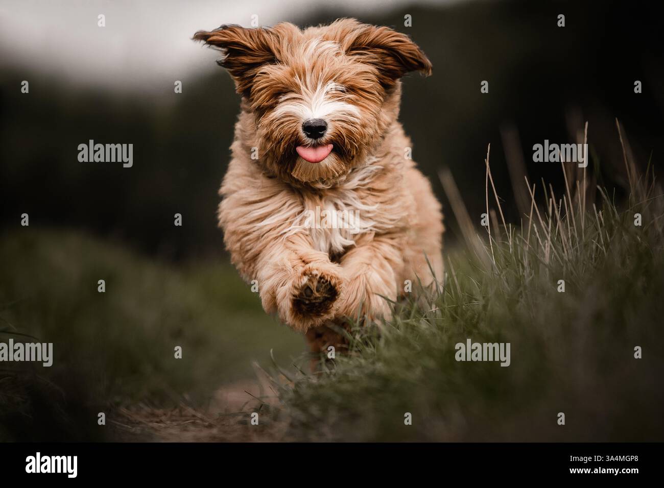 male Tibet Doodle Stock Photo - Alamy