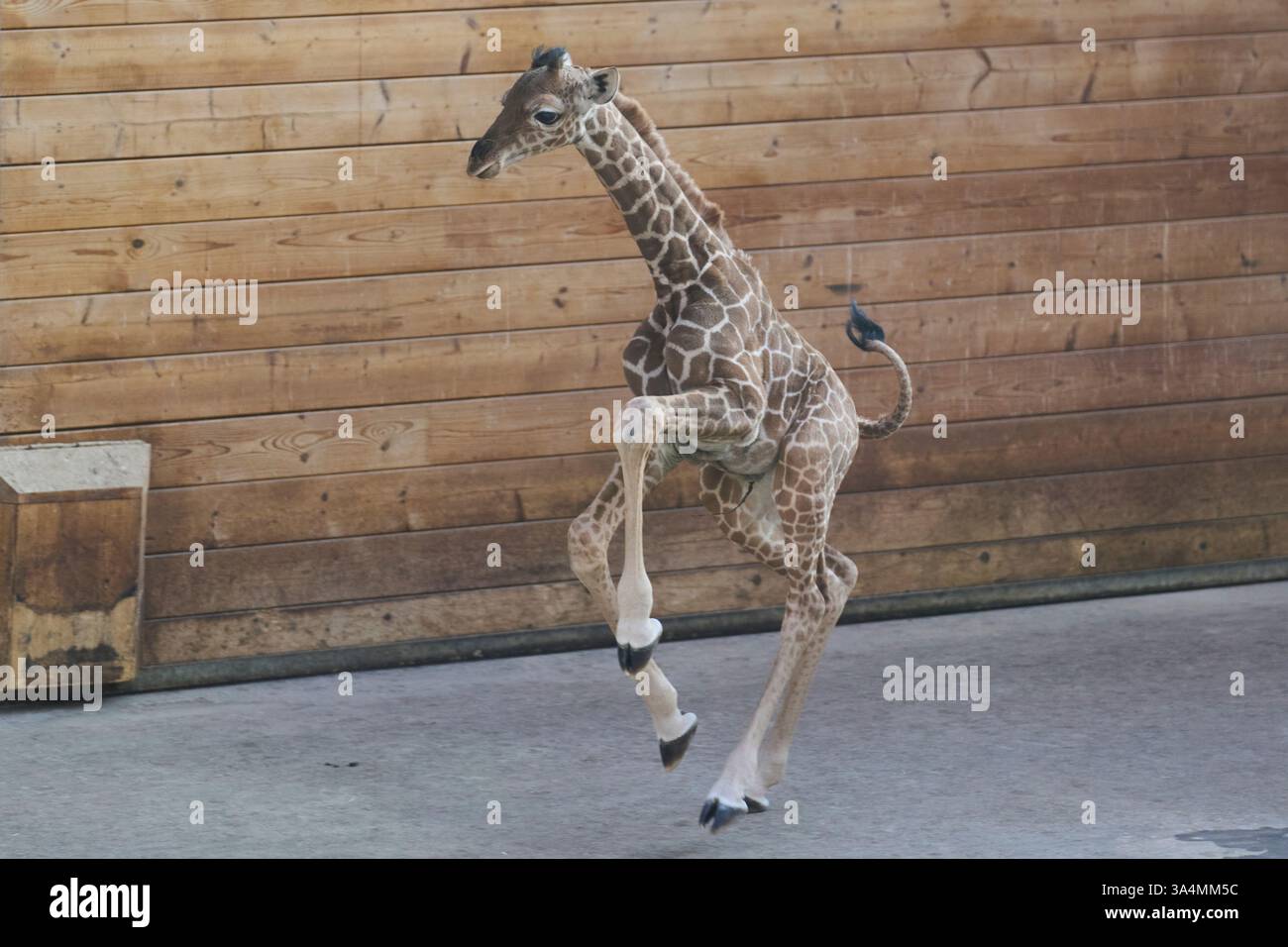 Female giraffe cub Kianga that was born on March 10 runs at the zoo in ...