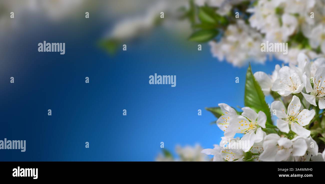 Beautiful white spring flowers on a branch with blue background as copy ...