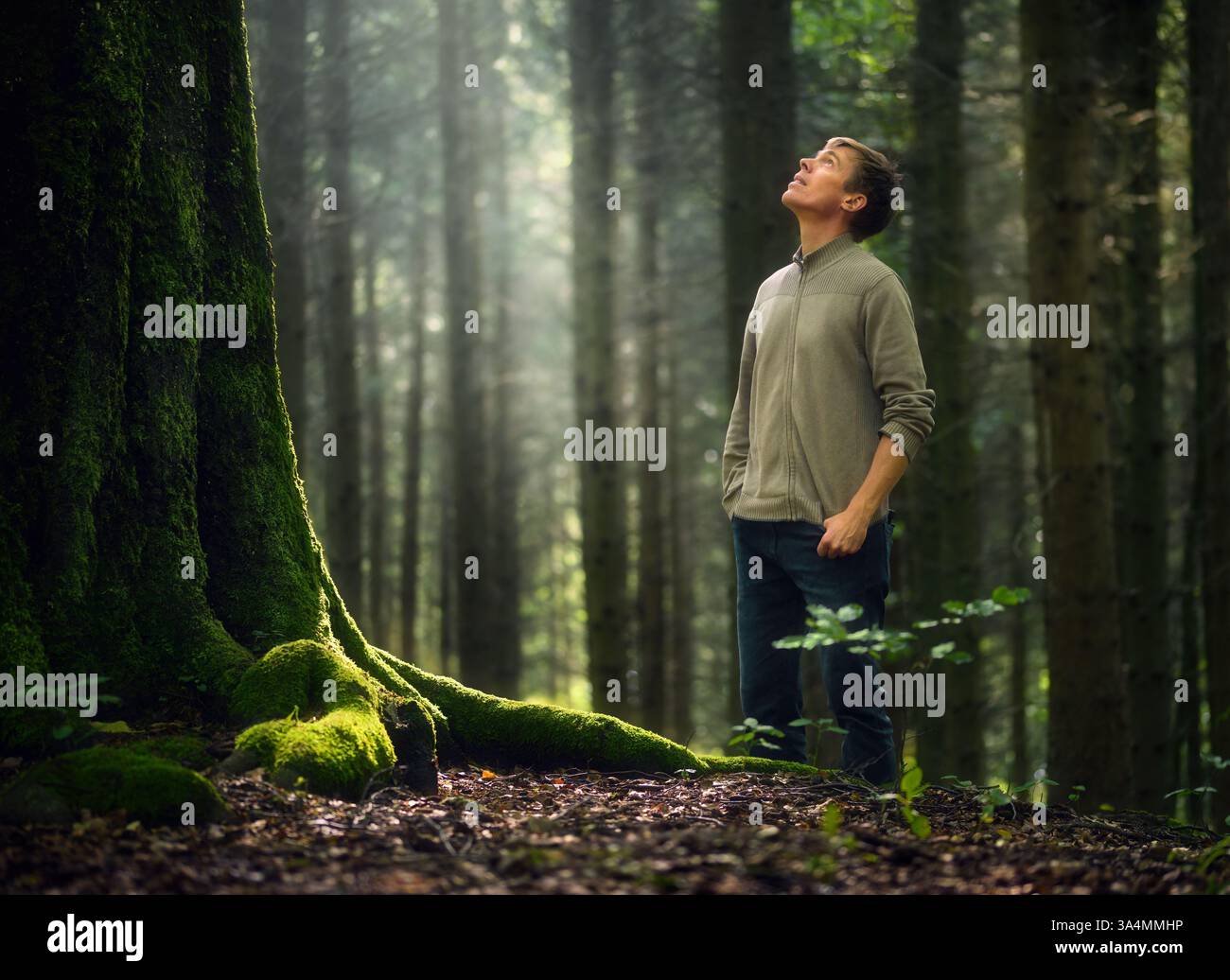 Hiker in forest looks up and marvels at a big tree. Environment and ...