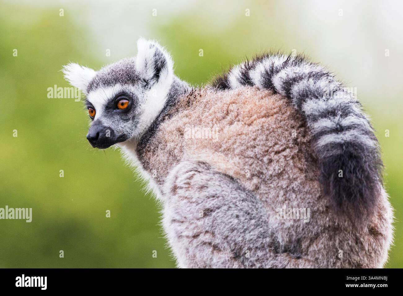 Ring Tailed Lemur with its tail over its shoulder Stock Photo - Alamy