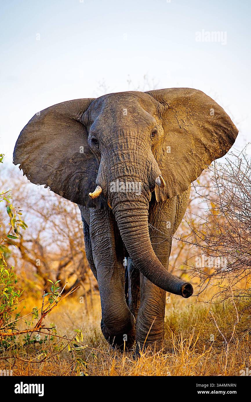 Sept. 21, 2014 - South Africa - African bush elephants are the largest ...