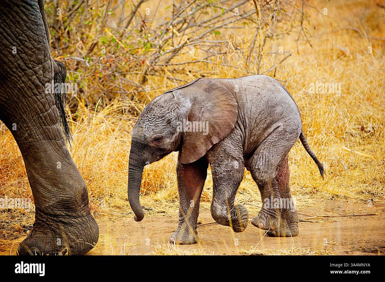 Sept. 22, 2014 - South Africa - African bush elephants are the largest ...