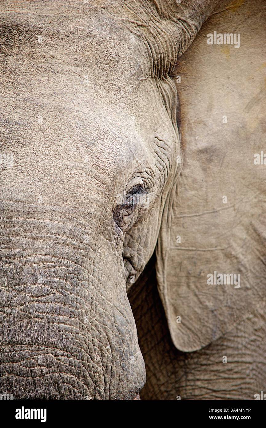 Sept. 22, 2014 - South Africa - African bush elephants are the largest ...