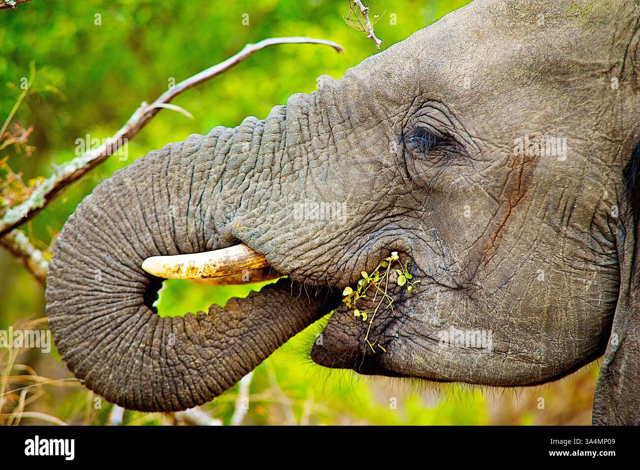 Sept. 22, 2014 - South Africa - African bush elephants are the largest ...