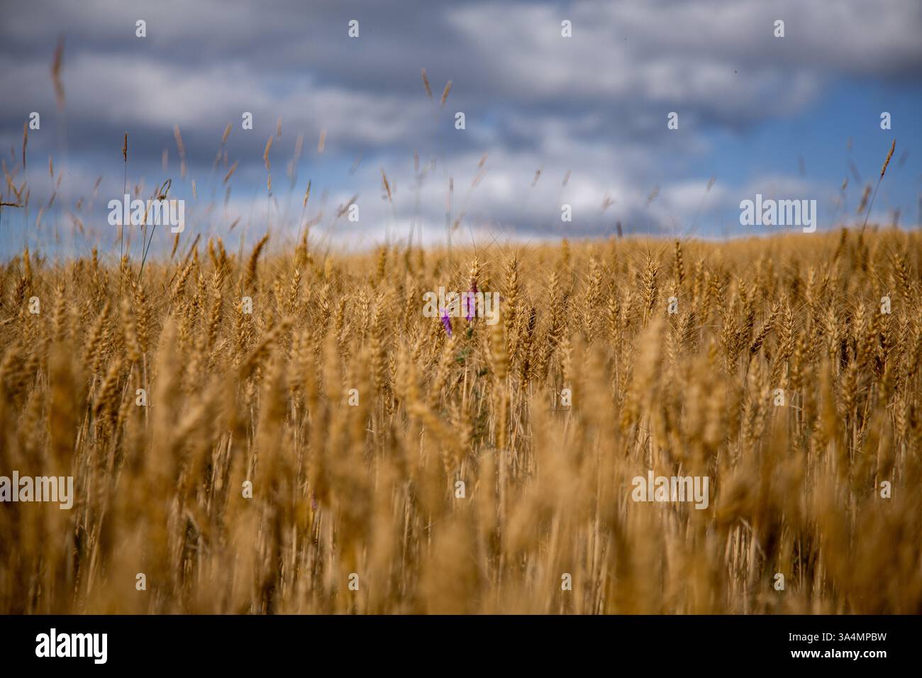 Rolling landscape crops hi-res stock photography and images - Alamy