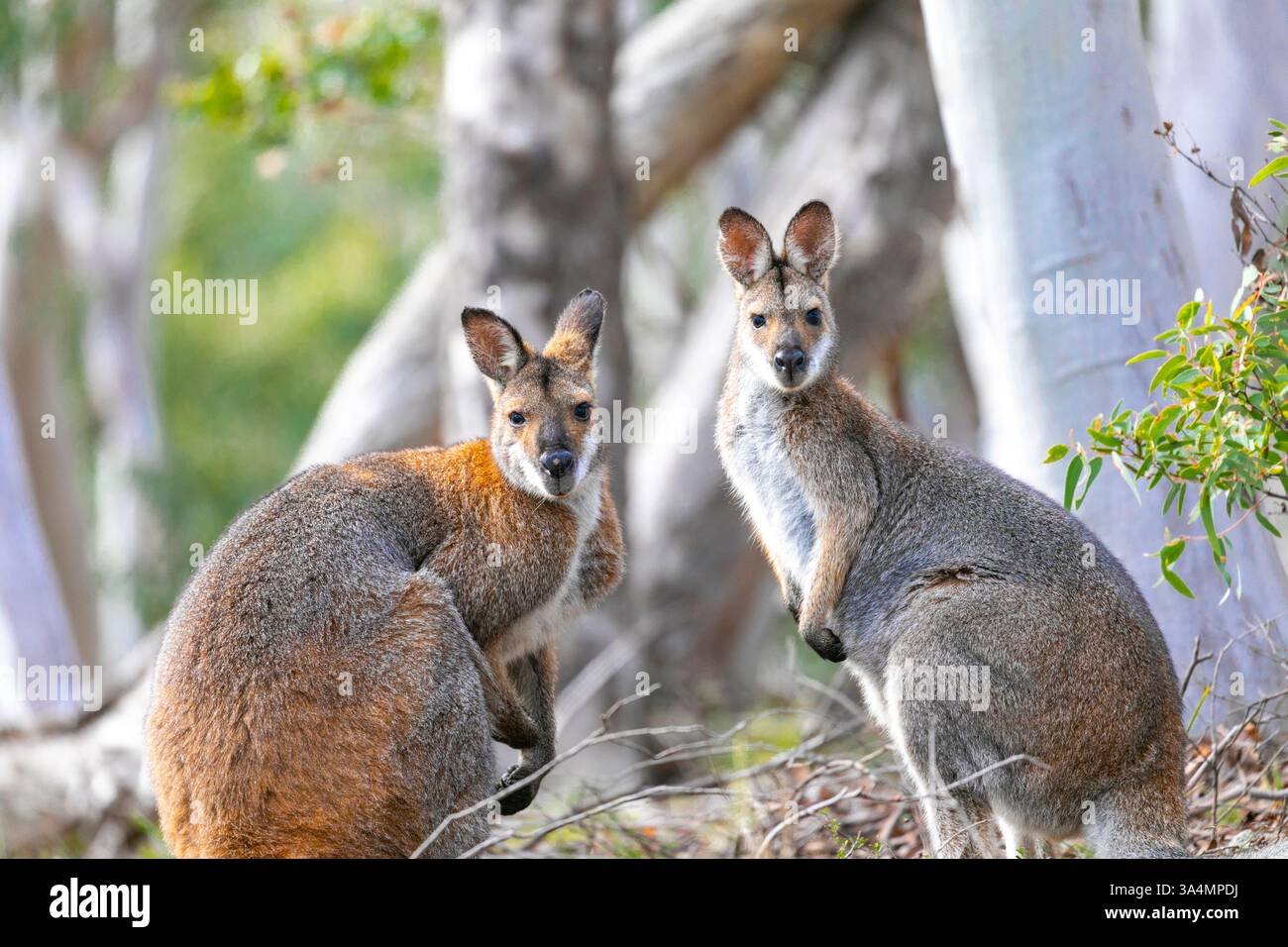 Red and Grey Kangaroos in Australian national park Stock Photo - Alamy