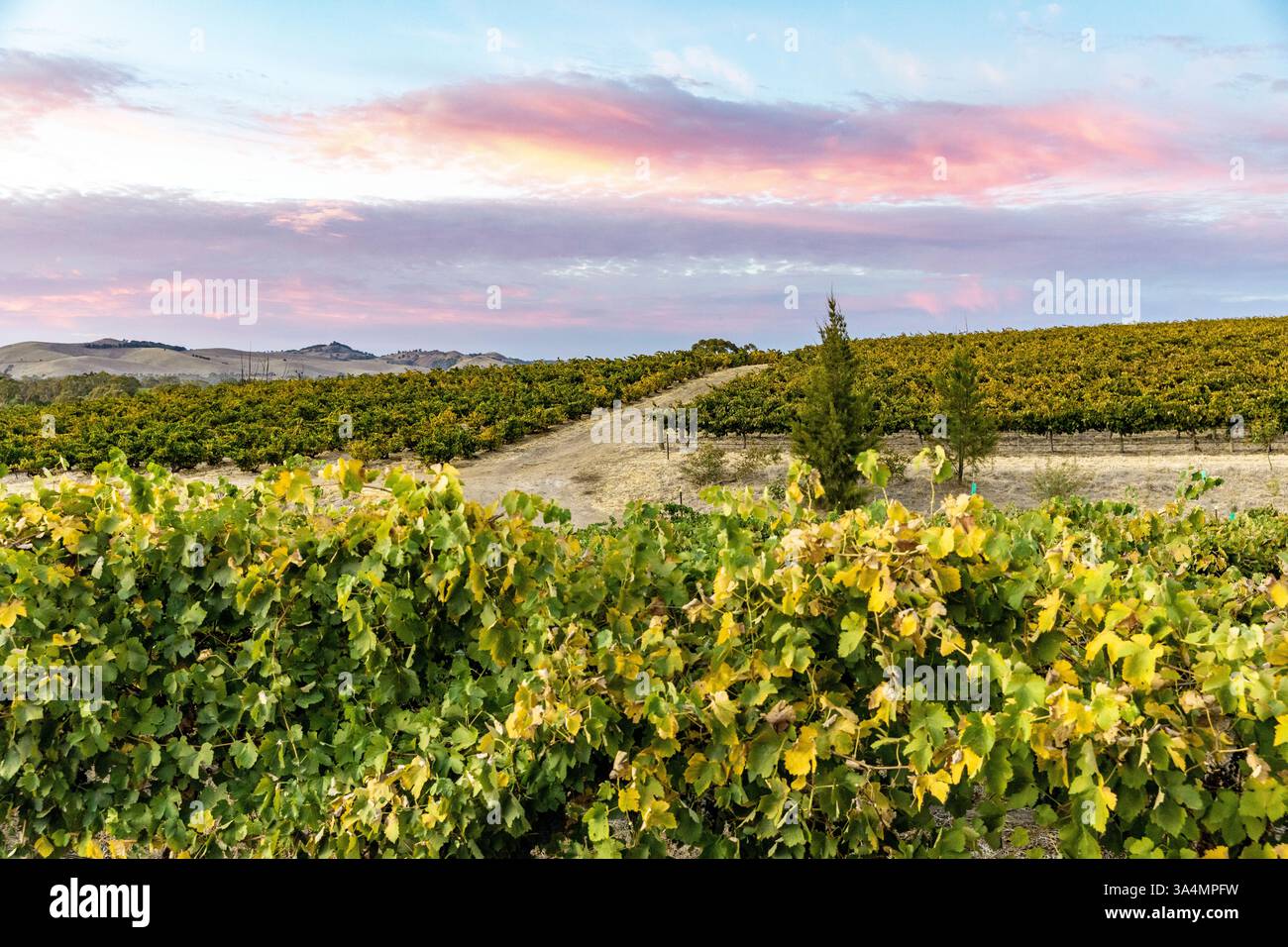 Barossa valley wines hi-res stock photography and images - Alamy
