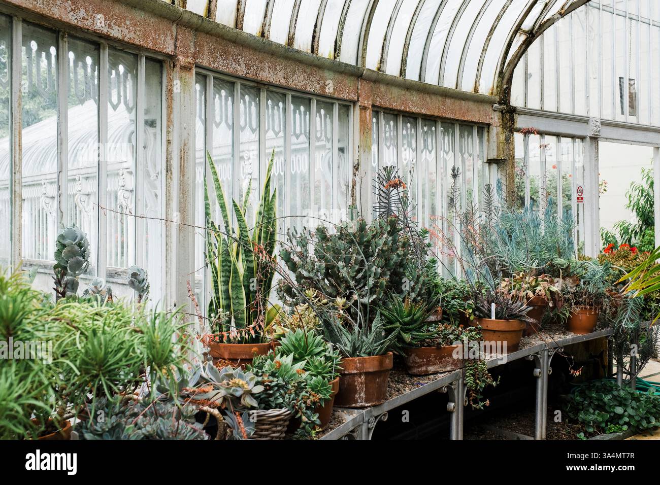 Inside the glass house of Belfast Botanic Gardens Stock Photo - Alamy