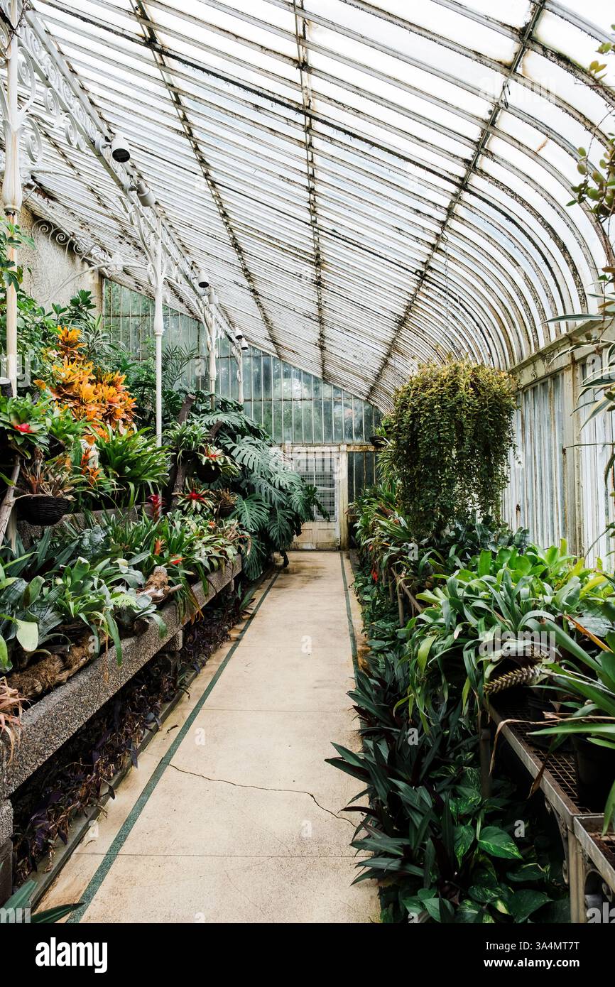 Inside the glass house of Belfast Botanic Gardens Stock Photo - Alamy