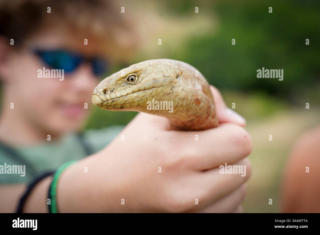 A boy holding a giant European legless lizard in the Caucasus Mountains ...