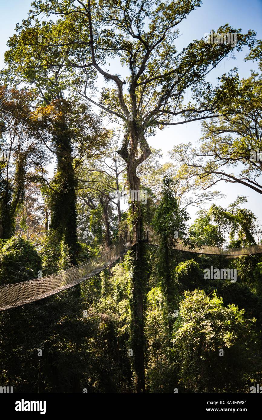 A treetop walkway in Laos, offering a unique perspective of the lush ...