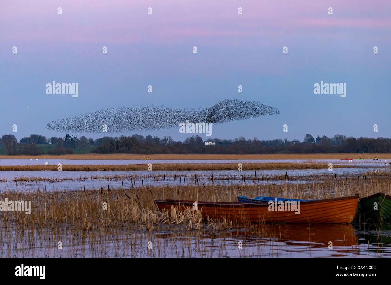 Four people in kayaks on lake underneath Starling Murmuration and in ...