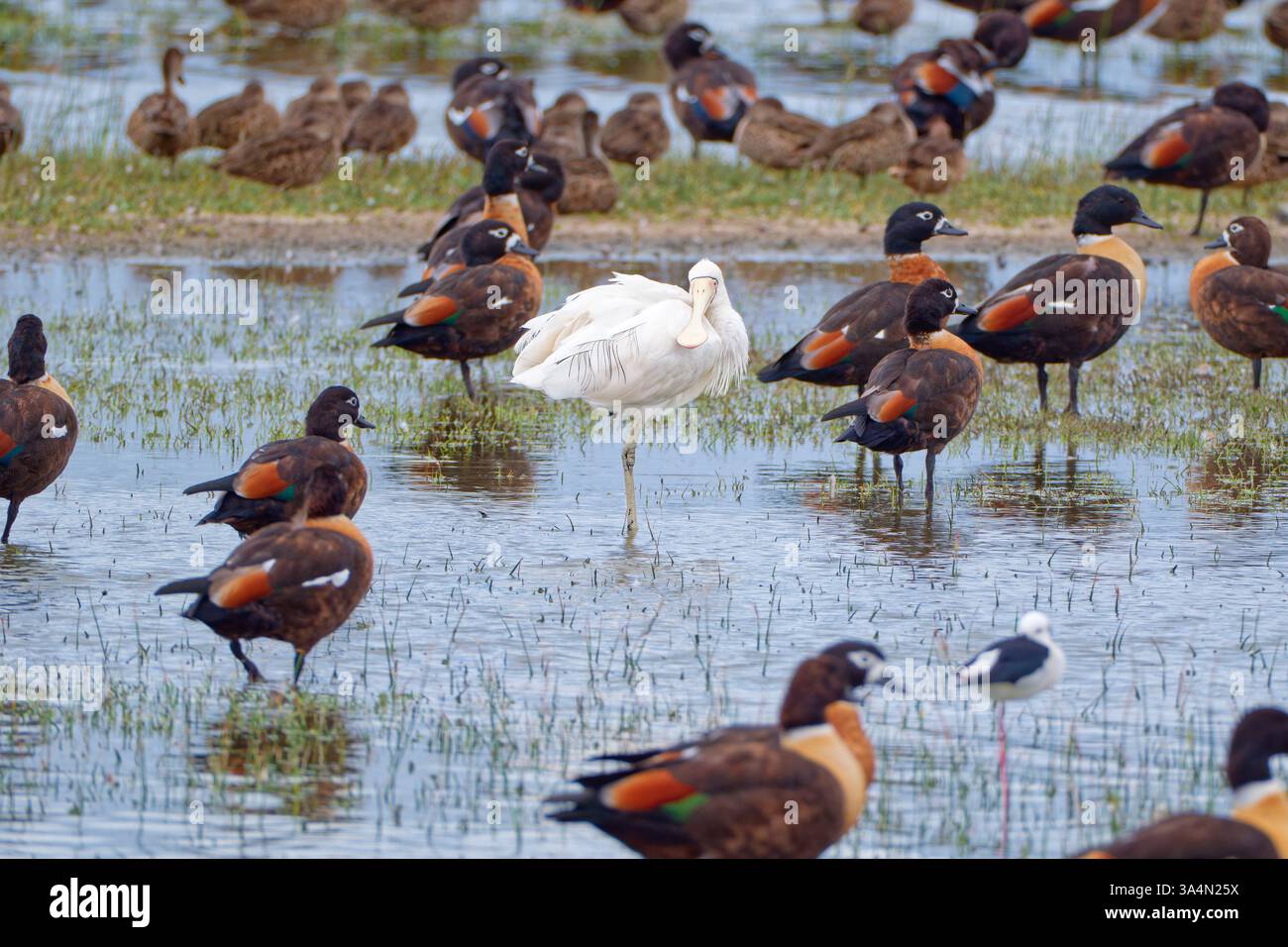 Spoonbill duck hi-res stock photography and images - Alamy