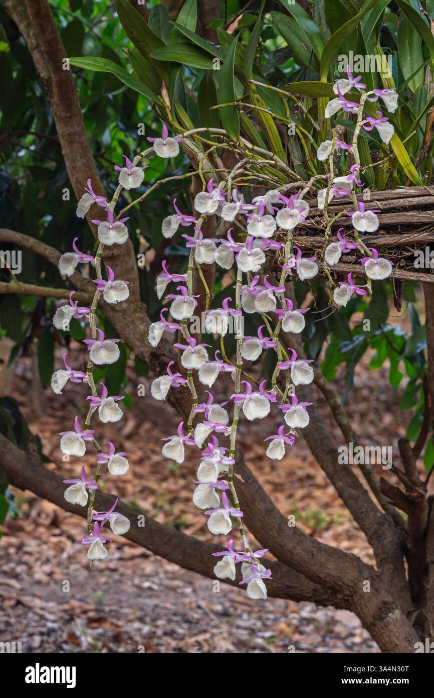 Vertical view of blooming orchid species dendrobium primulinum aka ...