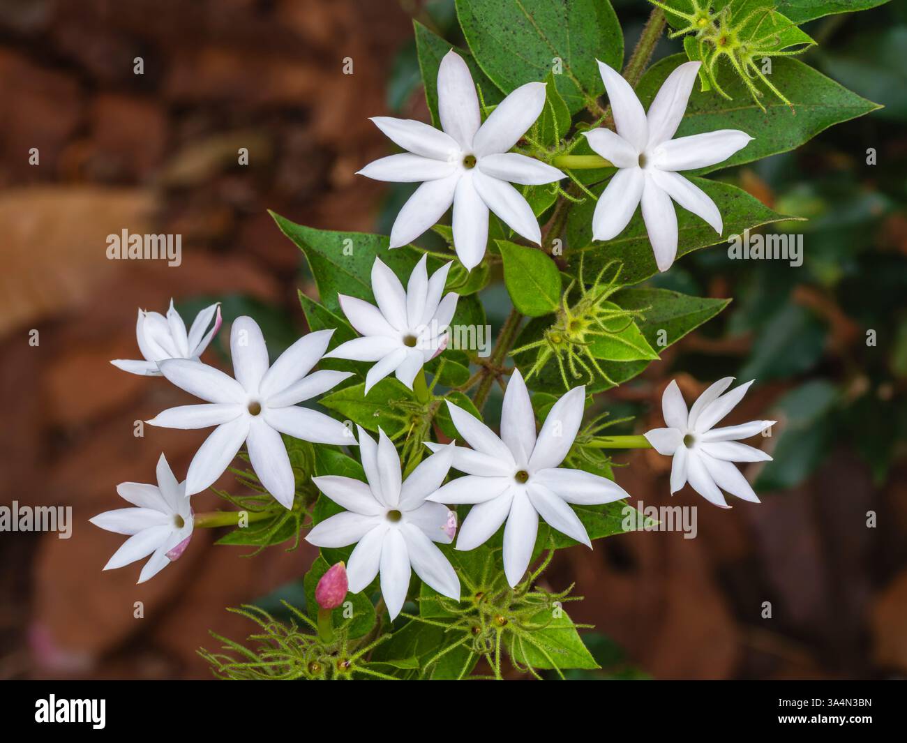 Closeup view of delicate white flowers of jasminum multipartitum shrub ...