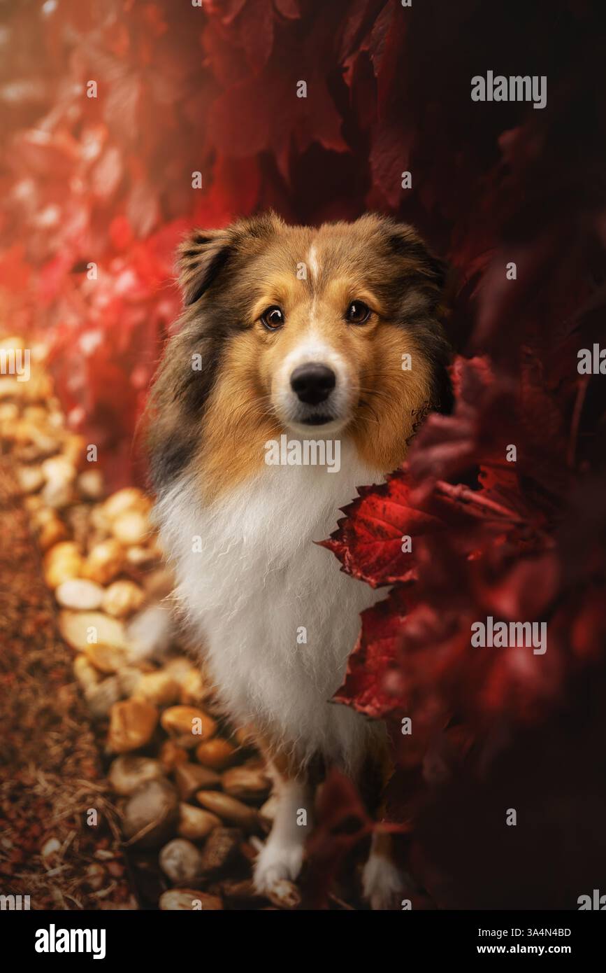 Female sheltie hi-res stock photography and images - Alamy