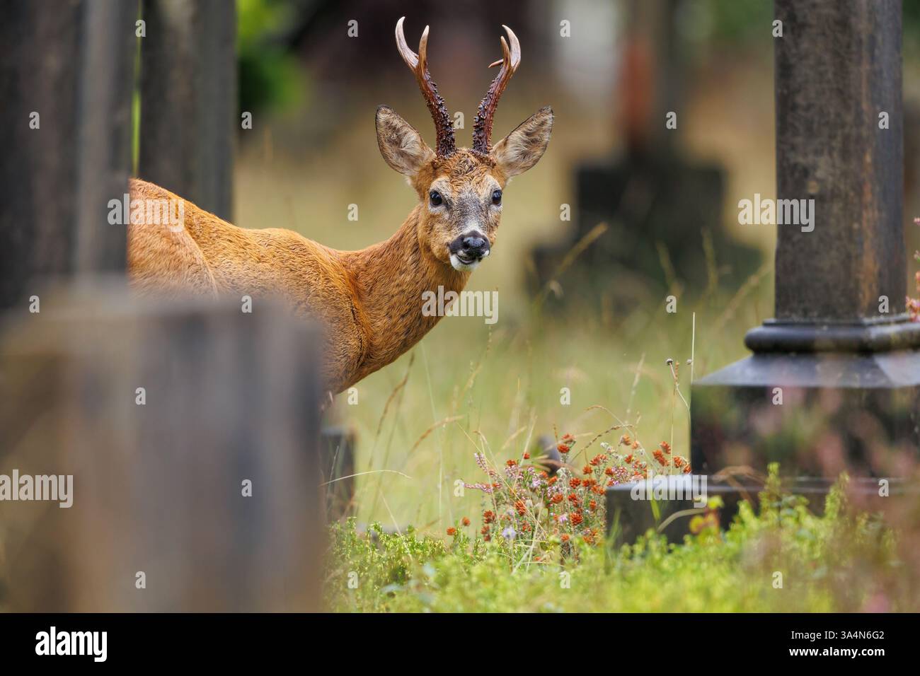 Large roe buck Stock Photo - Alamy
